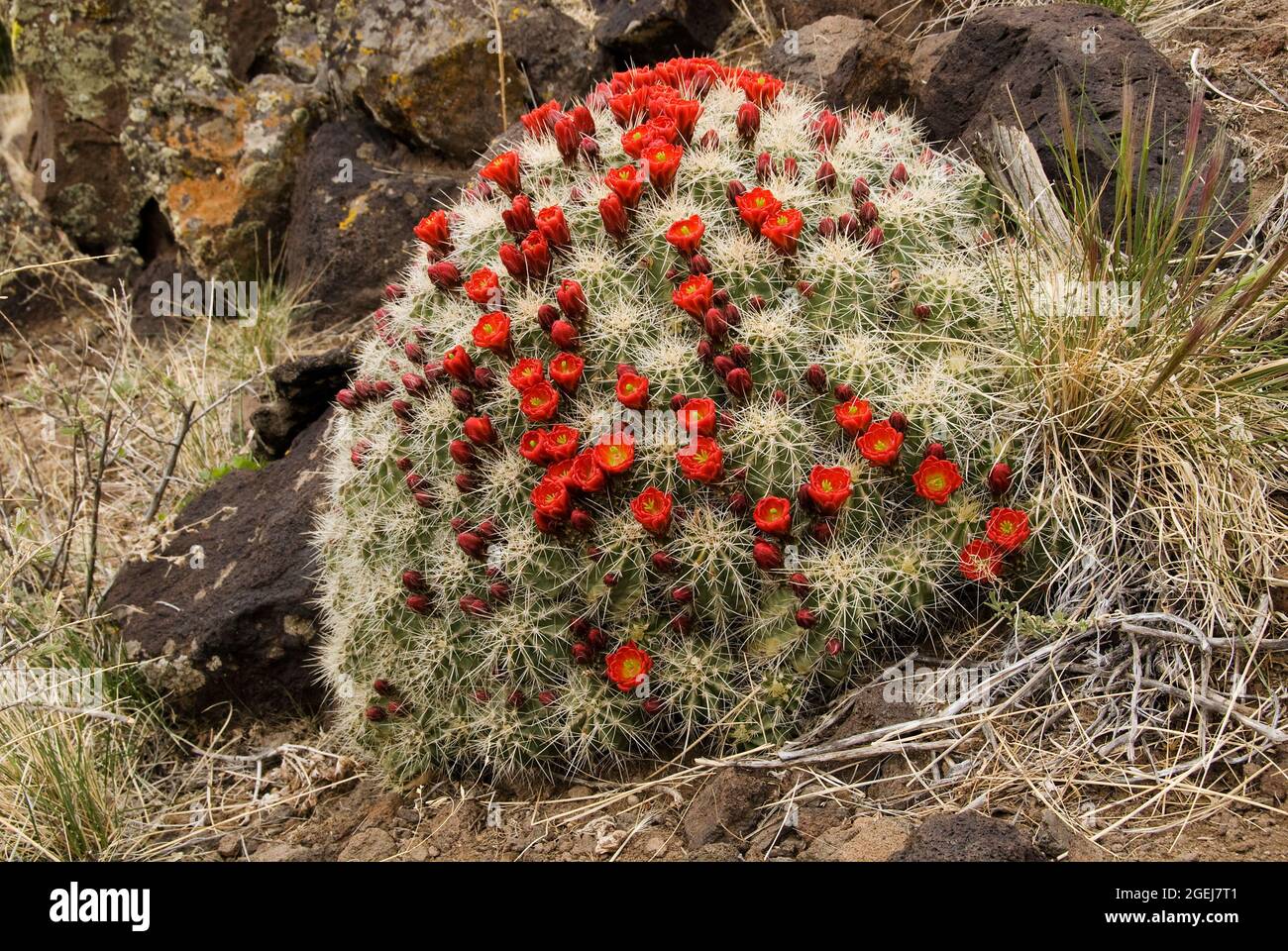 Claret Cup Cactus, Echinocereus triglochidiatus Stock Photo - Alamy