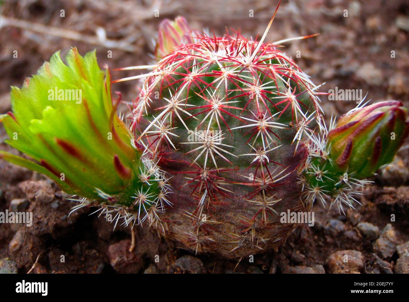 Hen and Chickens Cactus Stock Photo - Alamy