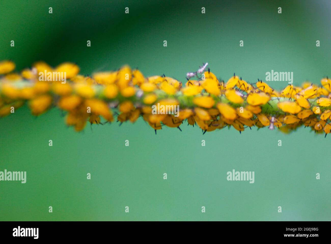 Wingless aphids colony on hi-res stock photography and images - Alamy