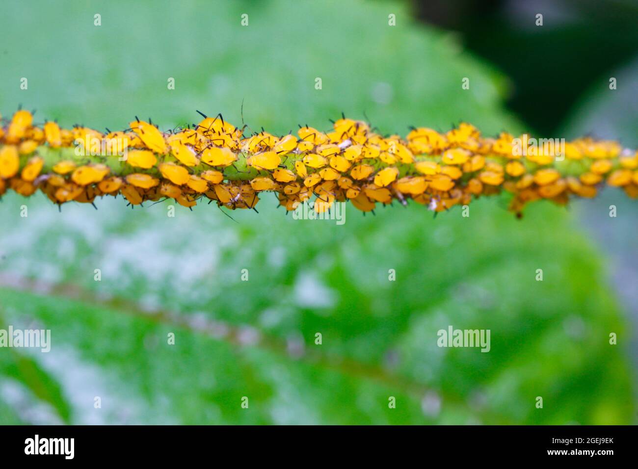 Wingless aphids colony on hi-res stock photography and images - Alamy