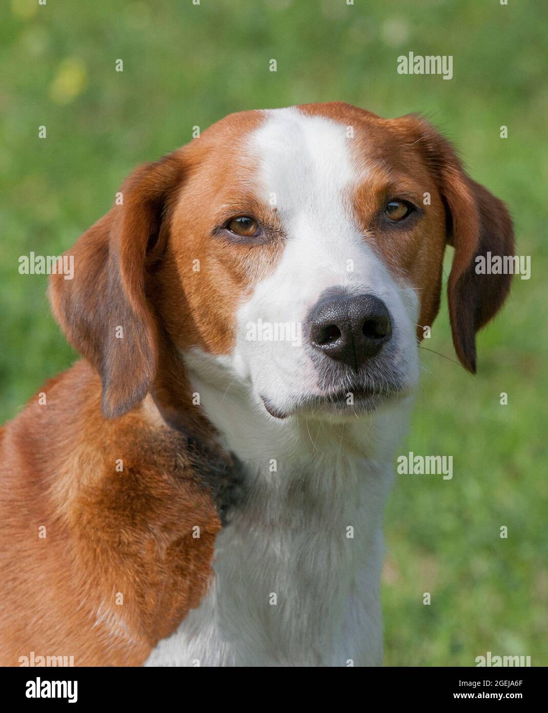 Primarly hi-res stock photography and images - Alamy