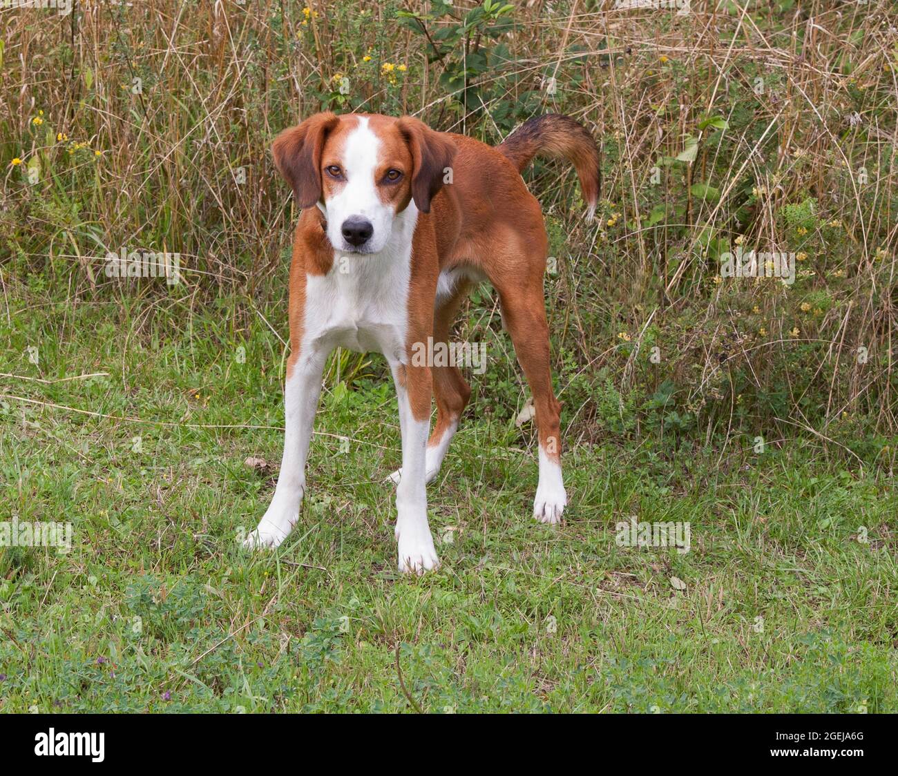 GOTLAND HOUND Swedish hound breed that primarly hunts by scent.These ...