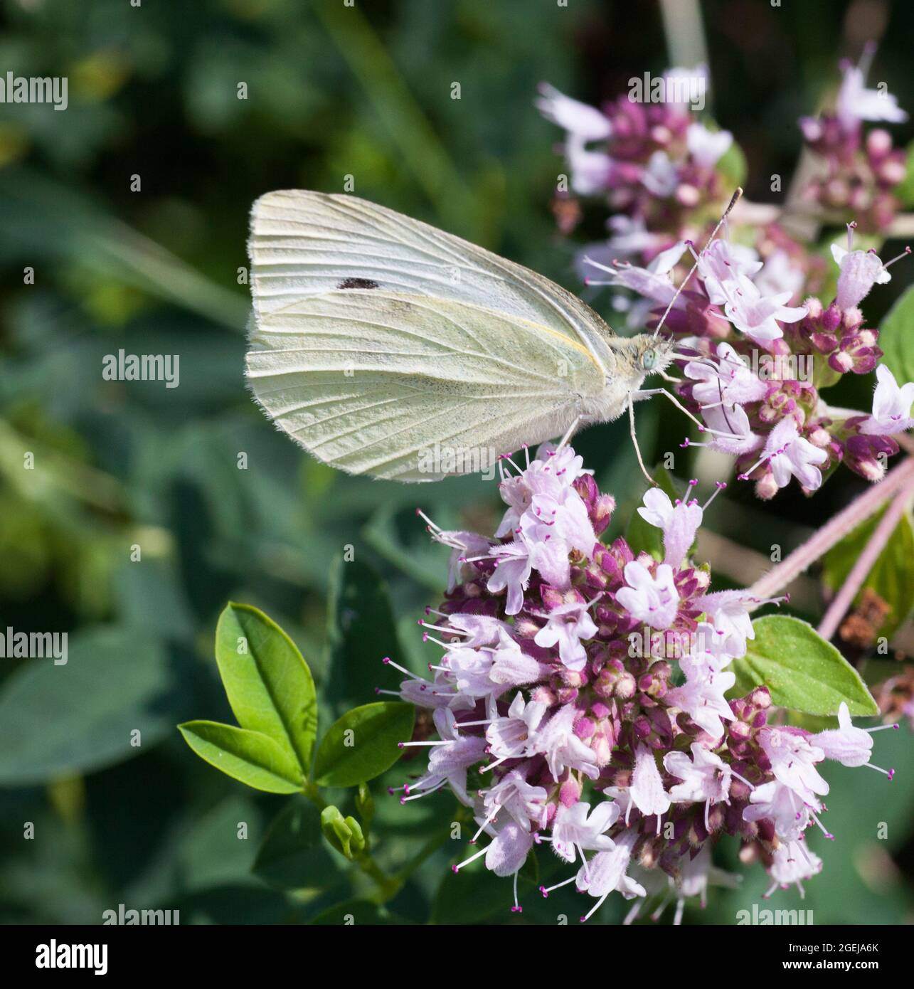 PIERIS BRASSICAE The large white butterfly Stock Photo - Alamy