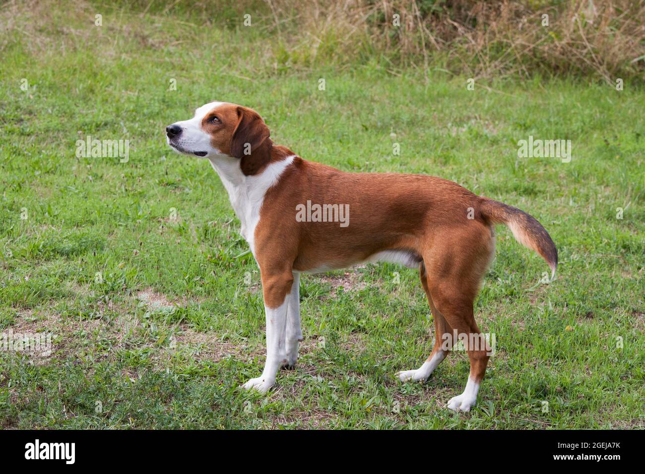 GOTLAND HOUND Swedish hound breed that primarly hunts by scent.These ...