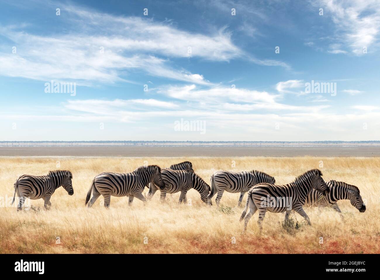 African plains zebra family on the dry brown savannah grasslands ...
