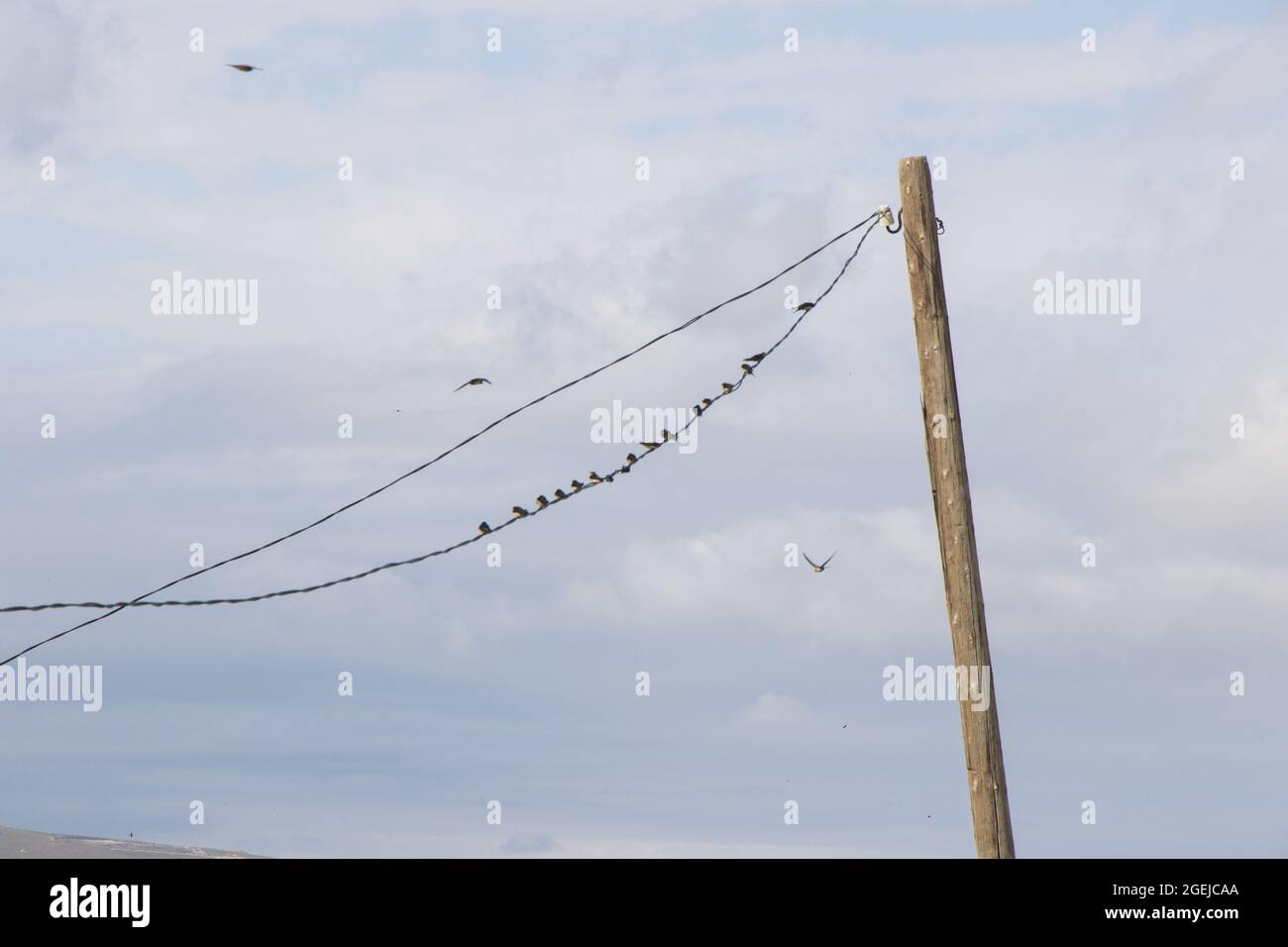 Flock of birds perched on a cable wire against cloudy sky background ...