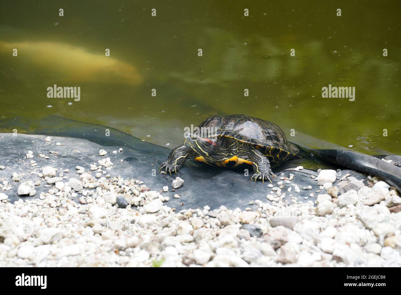 Pond slider turtle (Trachemys scripta) going out of the water Stock ...