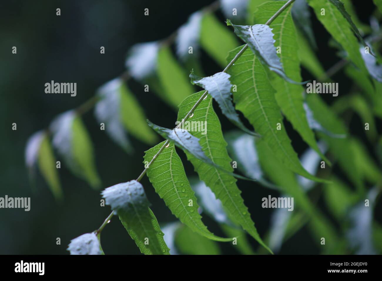Water Drop on The Top of Leaves Stock Photo - Alamy