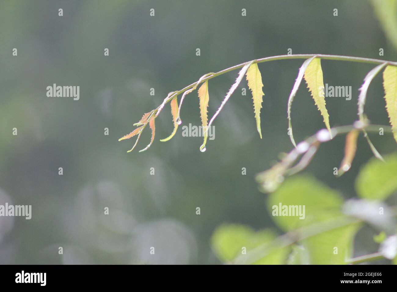 Water Drop on The Top of Leaves Stock Photo - Alamy
