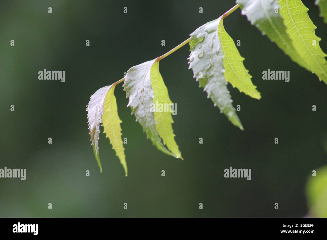 Water Drop on The Top of Leaves Stock Photo - Alamy