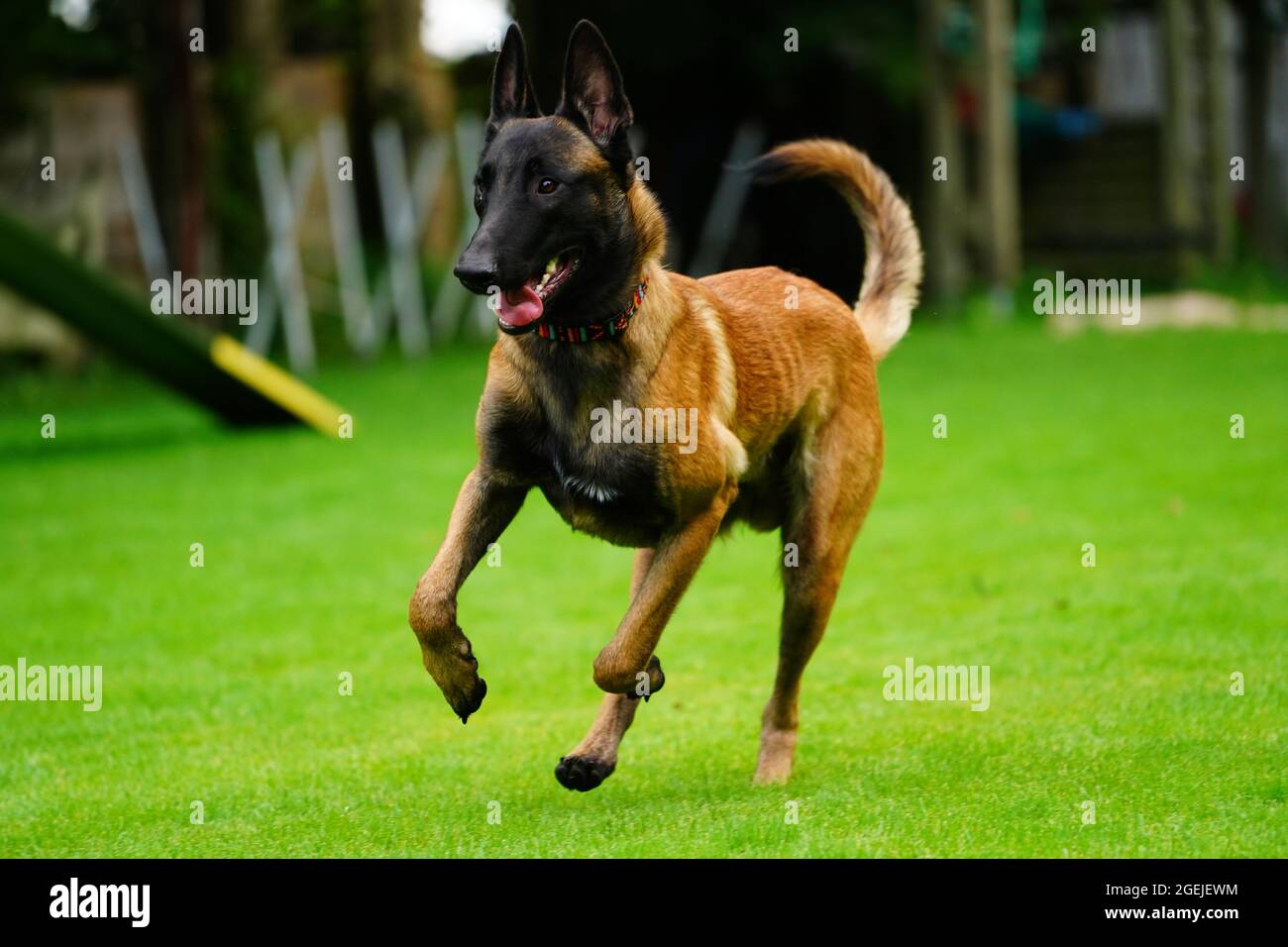 Belgian Malinois dog running in a park Stock Photo - Alamy