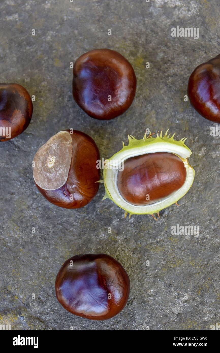 Beautiful autumn still life with chestnut fruits on gray asphalt ...