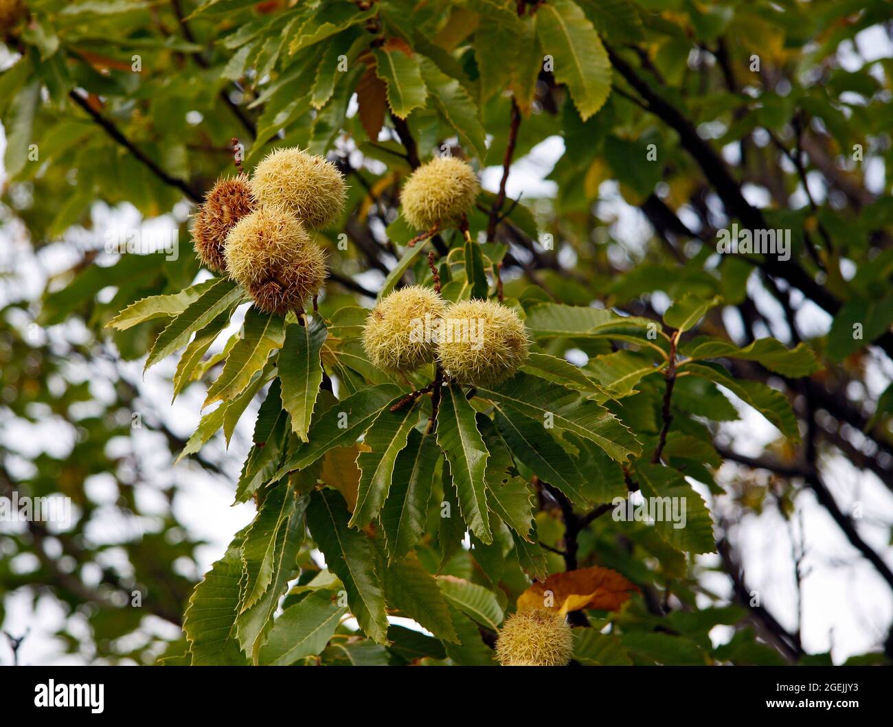 Chestnut plantation hi-res stock photography and images - Alamy