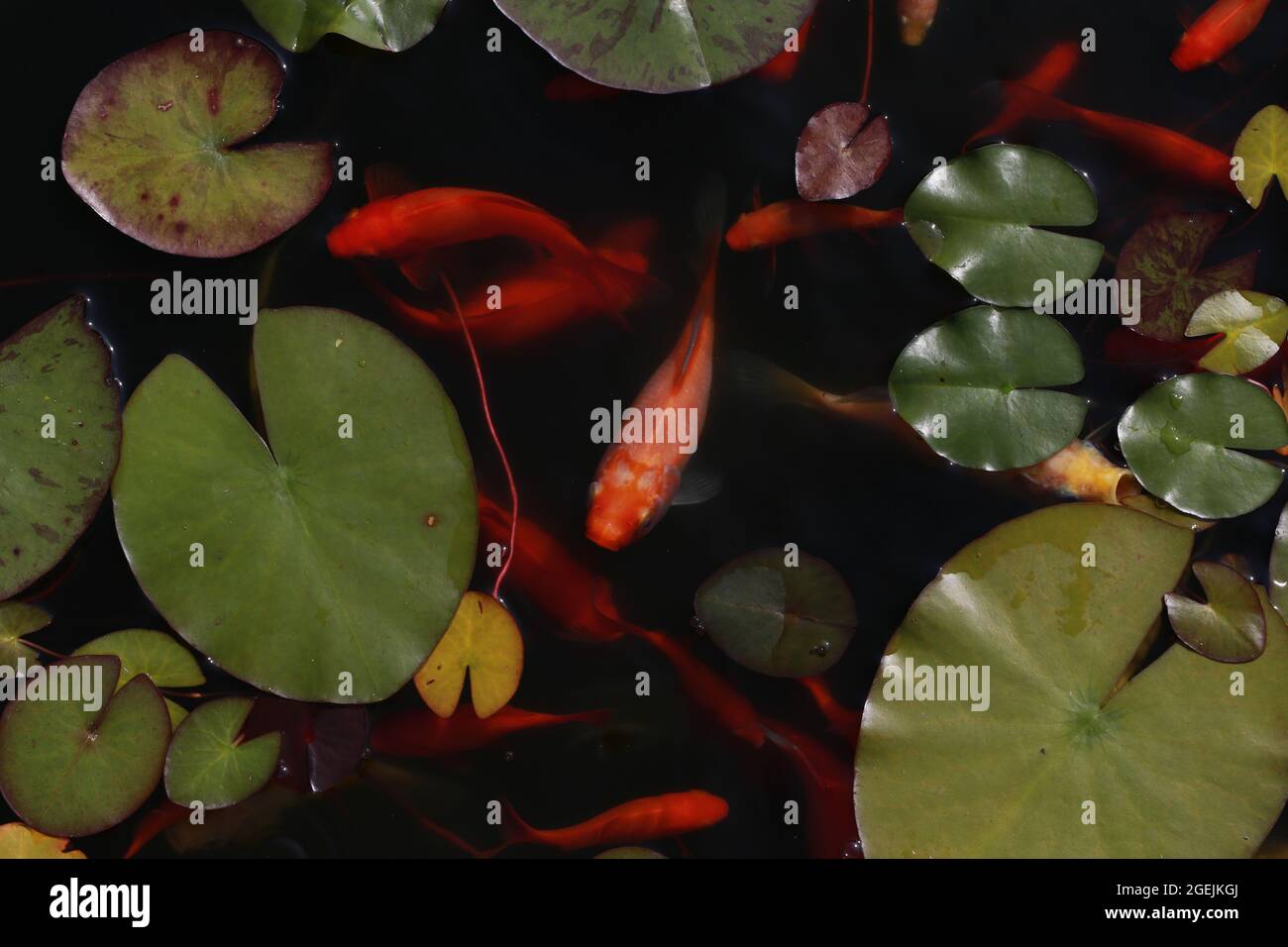 Beautiful goldfish swim in the garden pond Stock Photo - Alamy