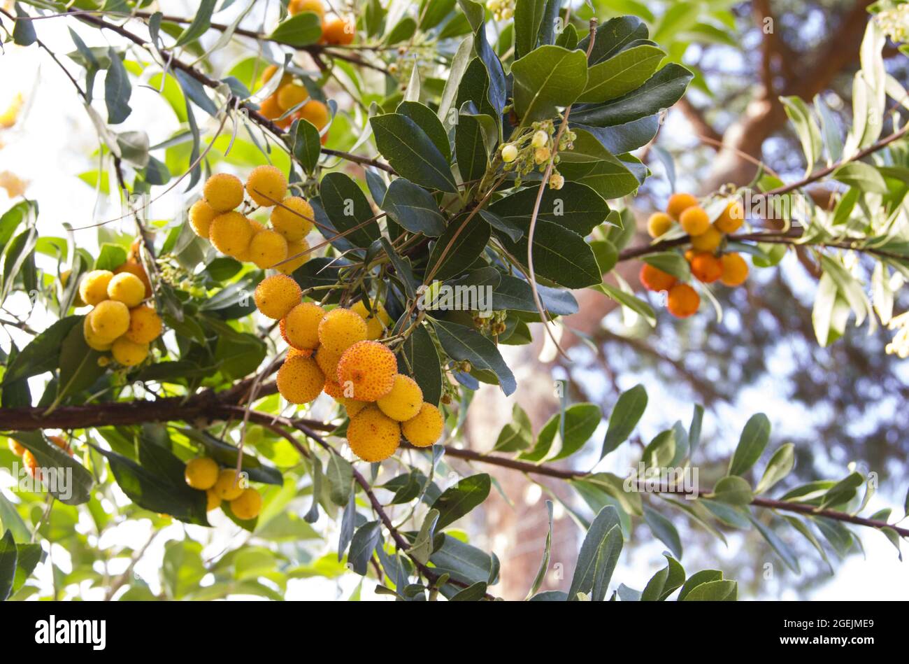 Arbutus Unedo Strawberry Tree Stock Photo - Alamy