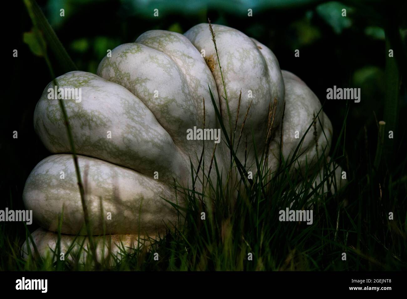 Pumpkin at a pumpkin patch, Belize Stock Photo - Alamy