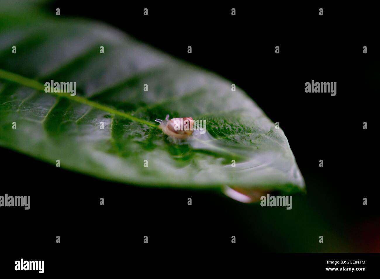 Snail taking a bath on a leaf blade after a slight drizzle, Belize ...