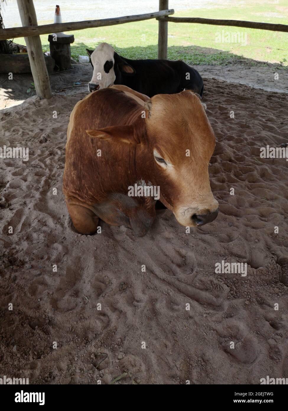 Brown ox hi-res stock photography and images - Alamy