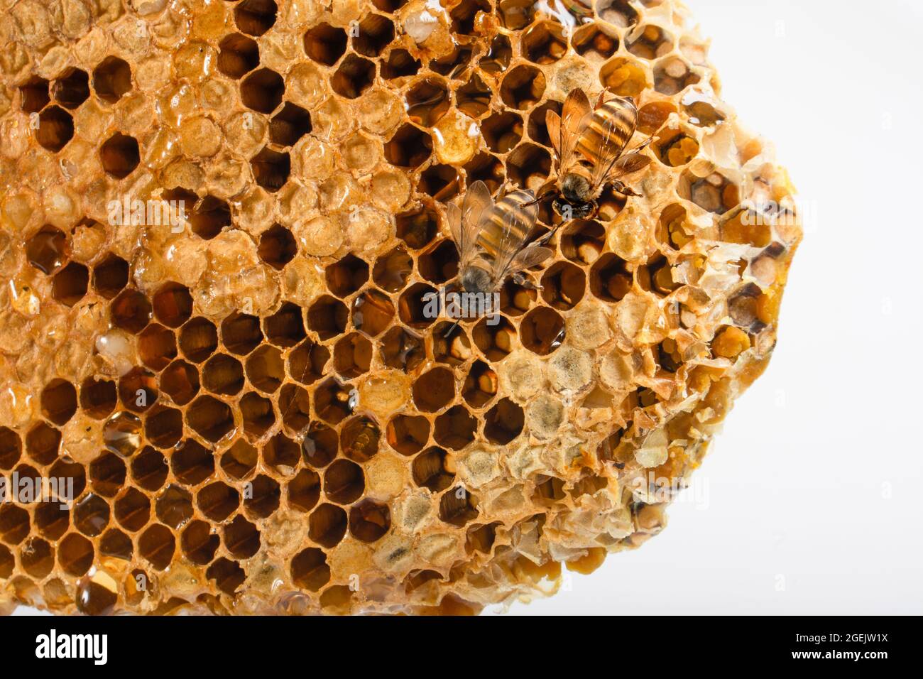 Macro photo of a bee hive on a honeycomb with copyspace. Bees produce ...