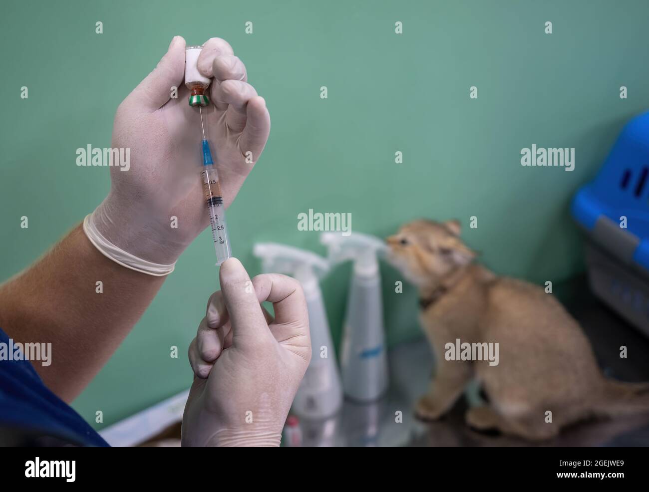 Injection in the withers hi-res stock photography and images - Alamy