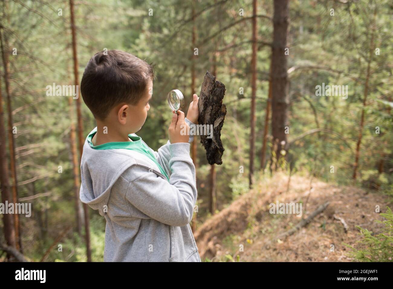 a child examines a tree with magnifying glass Stock Photo - Alamy