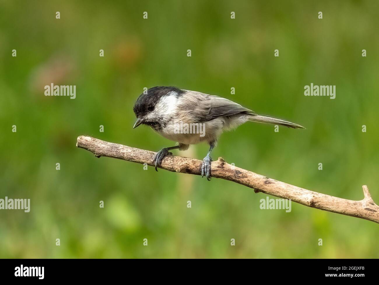 The Marsh tit bird sits on a withered tree branch, close-up Stock Photo ...