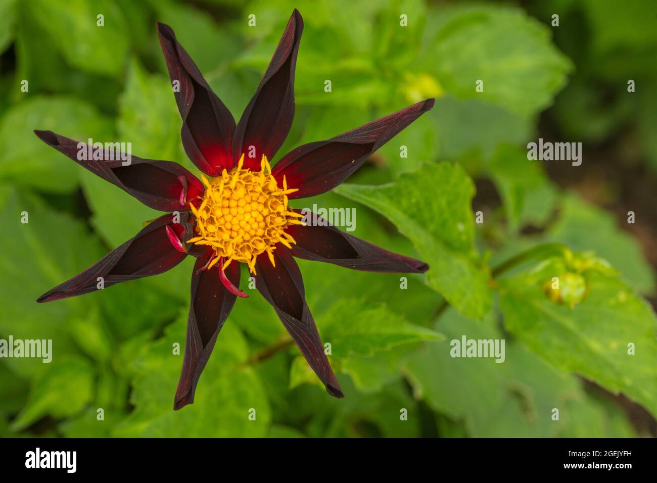 Unusual Plant Pots High Resolution Stock Photography and Images - Alamy