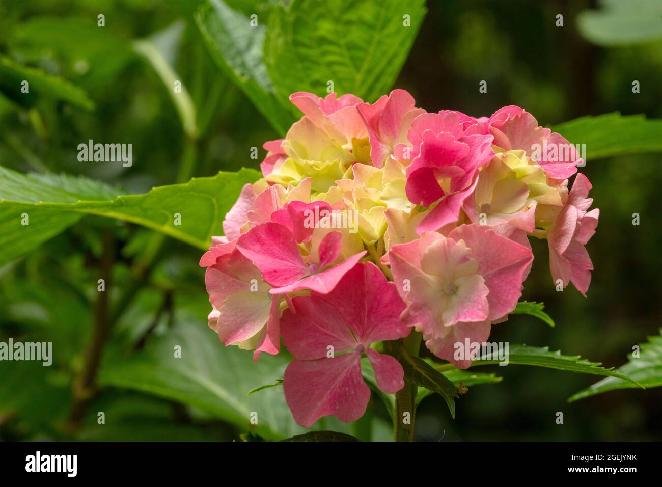 Majestic Hydrangea macrophylla ‘Masja’ flowers , natural plant portrait ...