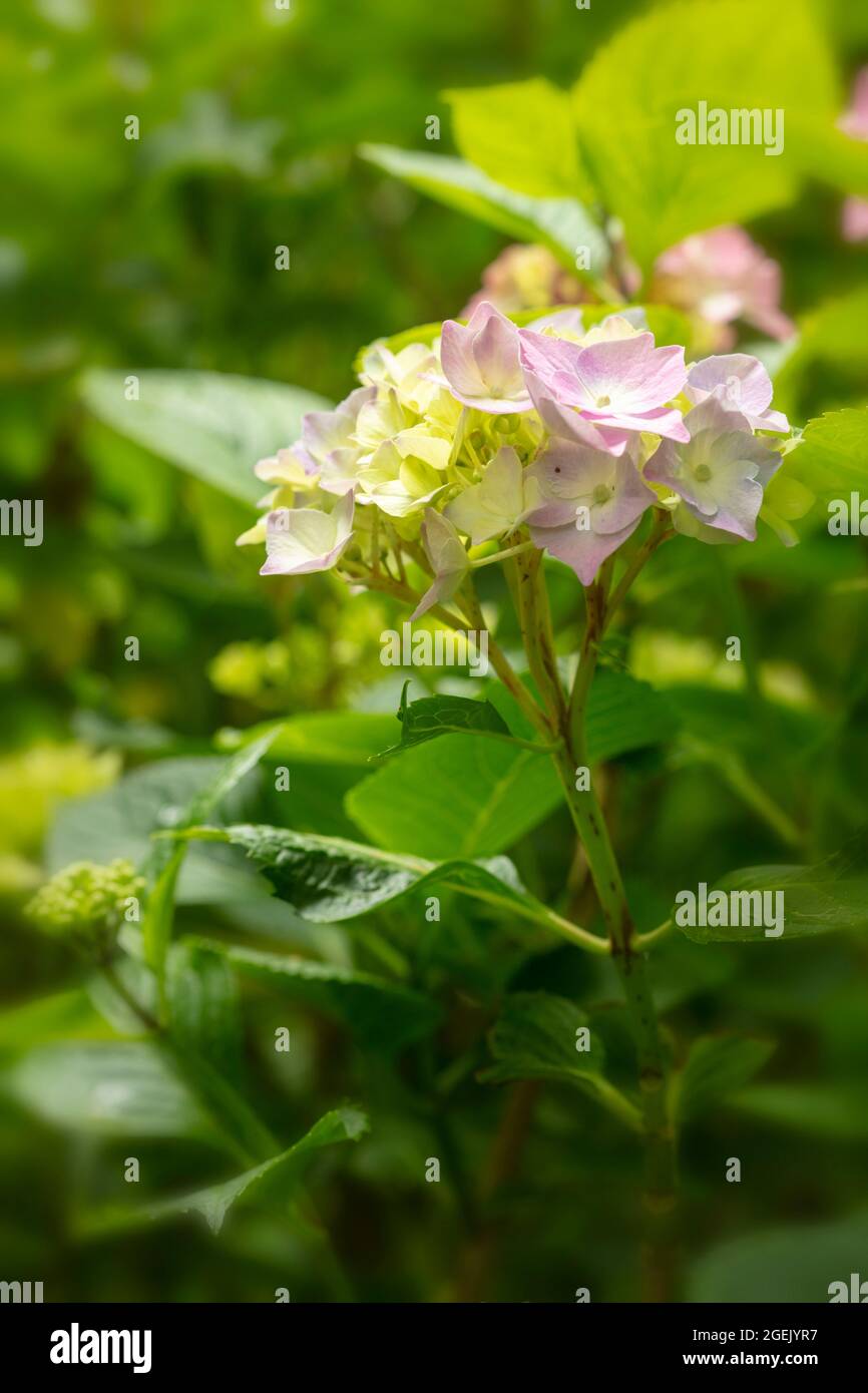 Majestic Hydrangea macrophylla ‘Masja’ flowers , natural plant portrait ...