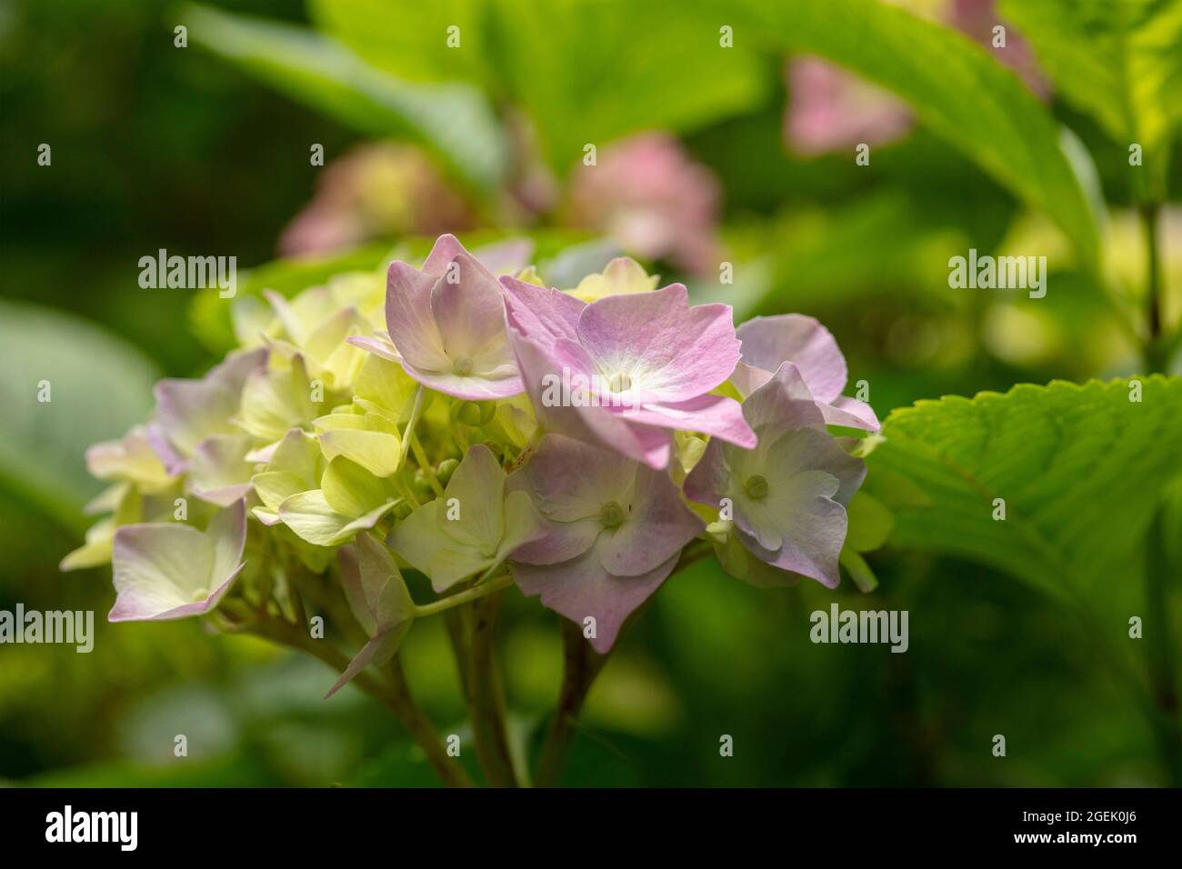 Majestic Hydrangea macrophylla ‘Masja’ flowers , natural plant portrait ...