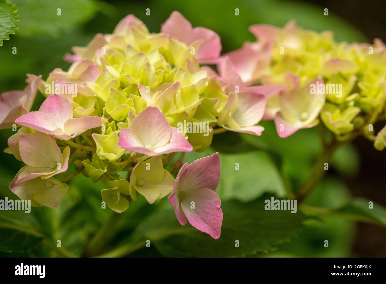 Majestic Hydrangea macrophylla ‘Masja’ flowers , natural plant portrait ...