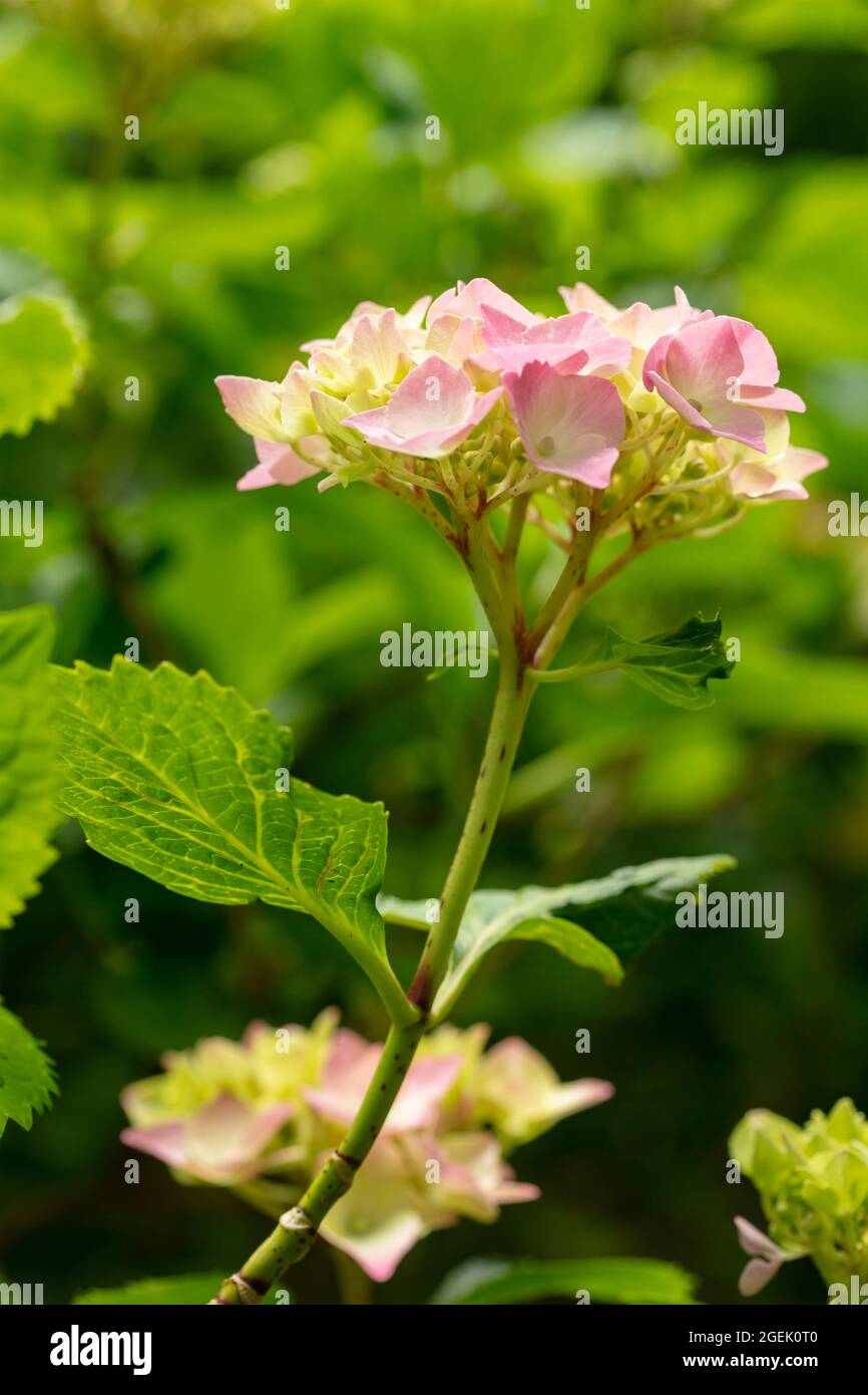 Majestic Hydrangea macrophylla ‘Masja’ flowers , natural plant portrait ...