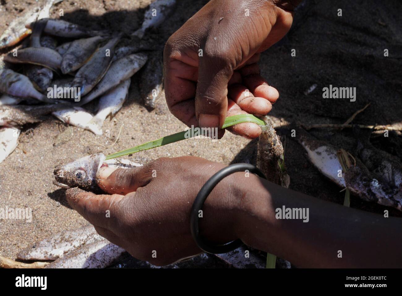 A man puts fish together on a string to put in the sand. Fisherman ...