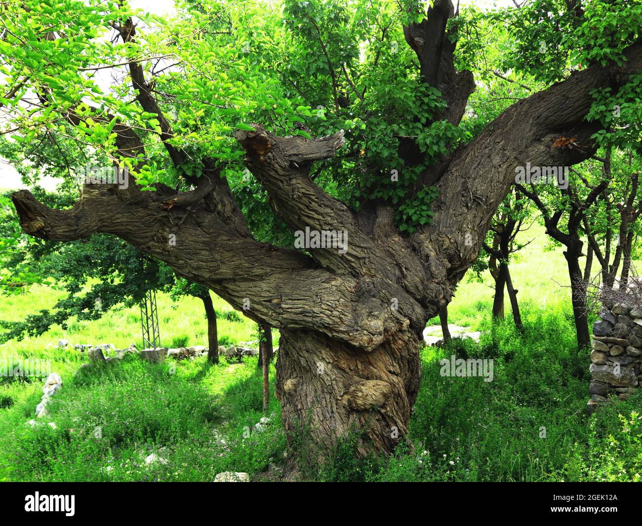 An old and big apricot tree Stock Photo - Alamy