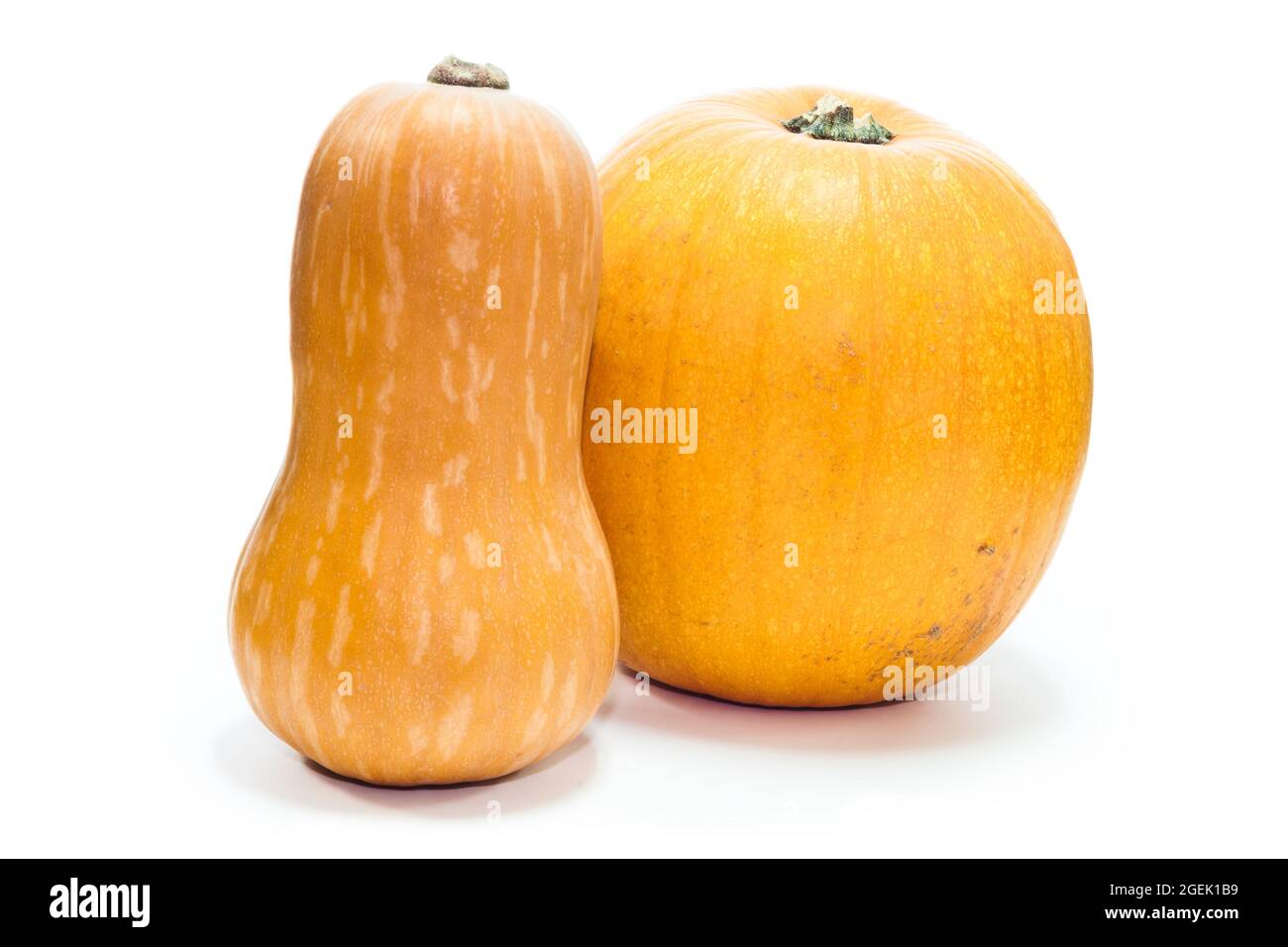 Pumpkin and butternut squash isolated on white background. Autumn and ...