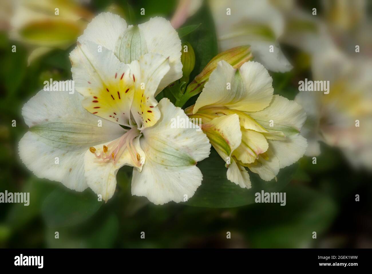 Enchanting Alstroemeria Princess Claire = ‘Zapriclair’, Alstroemeria ...