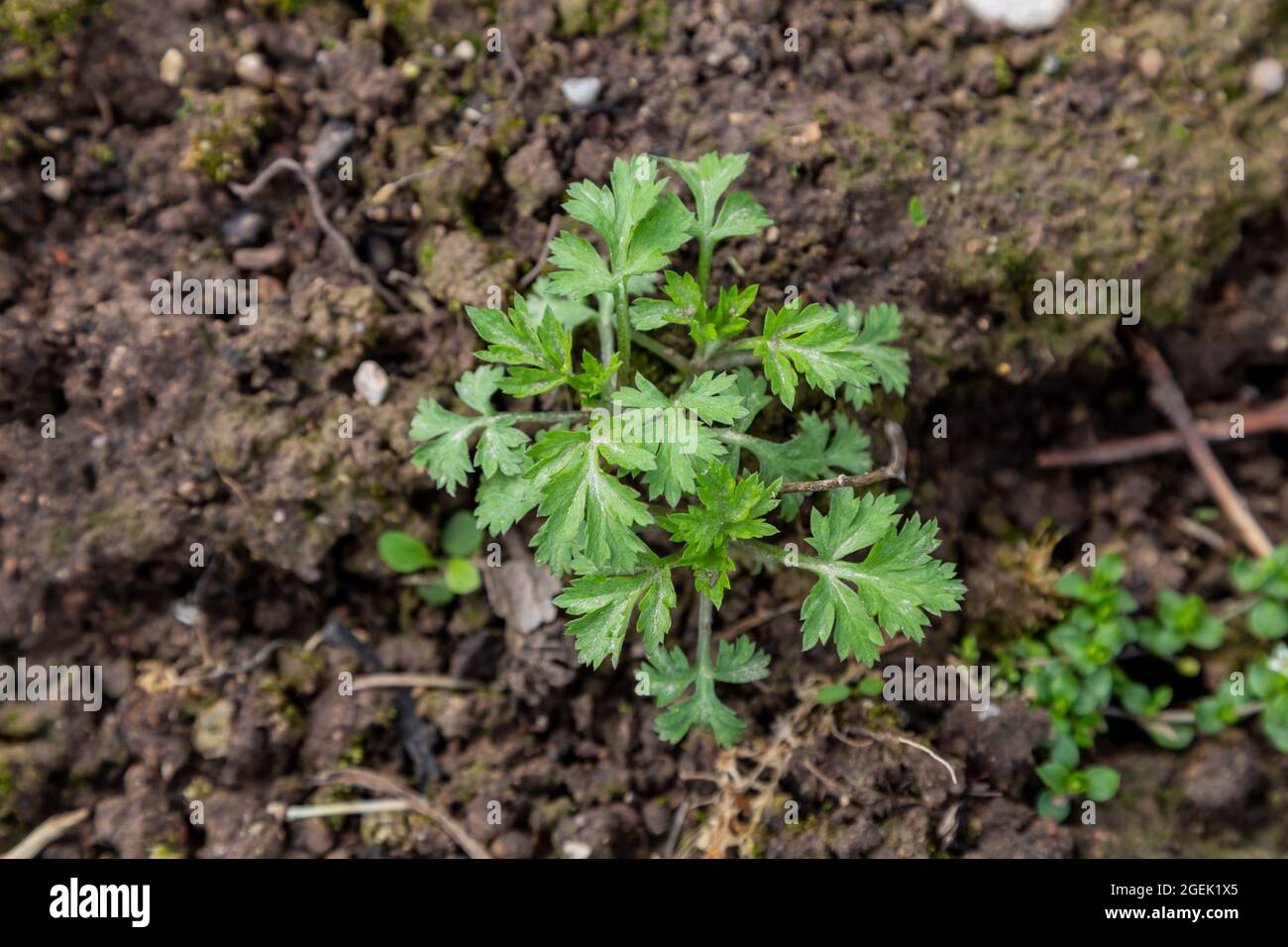 Bitter weed hi-res stock photography and images - Alamy