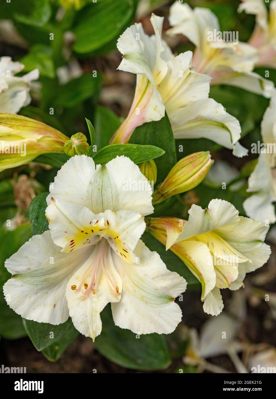 Enchanting Alstroemeria Princess Claire = ‘Zapriclair’, Alstroemeria ...