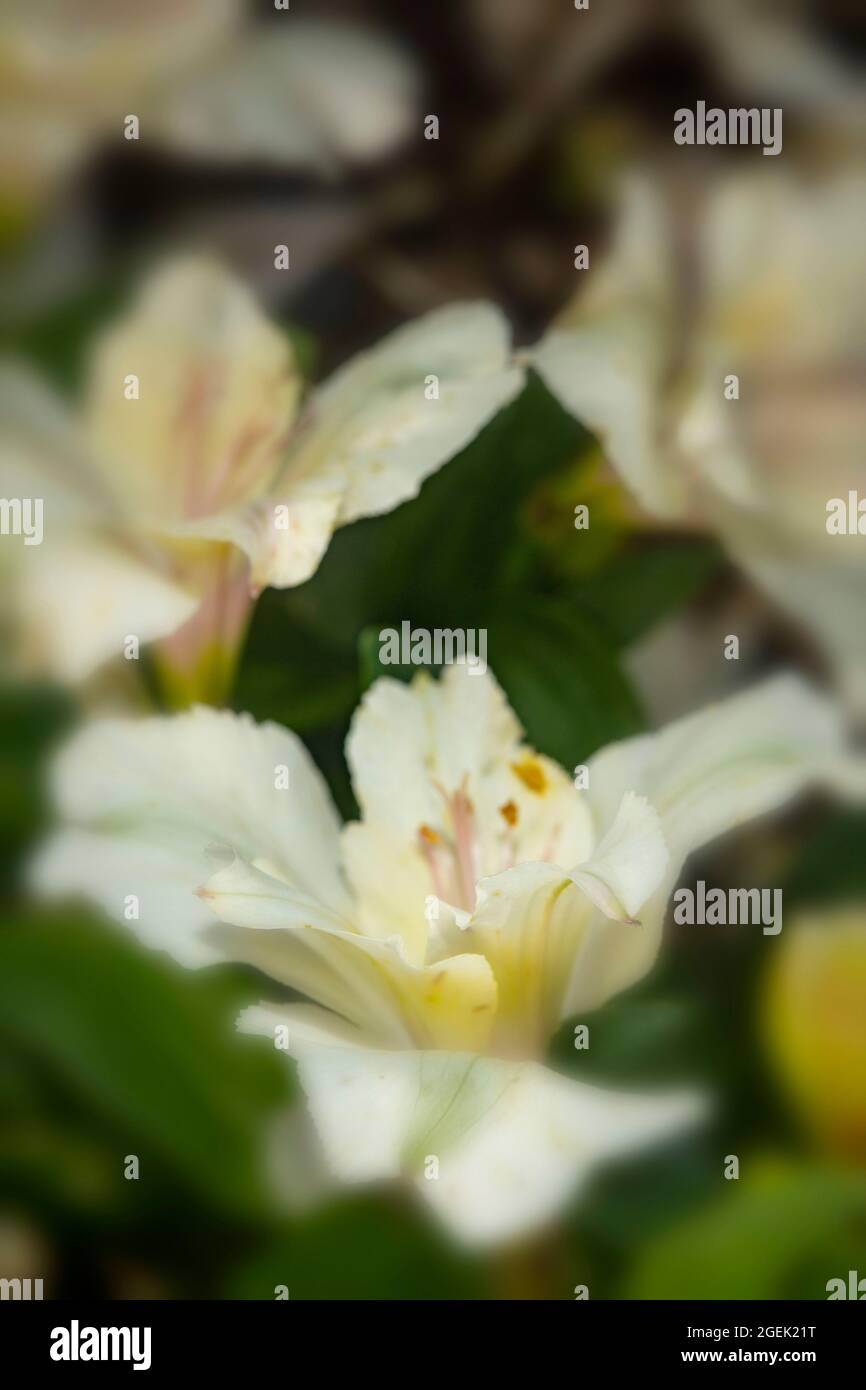 Enchanting Alstroemeria Princess Claire = ‘Zapriclair’, Alstroemeria ...