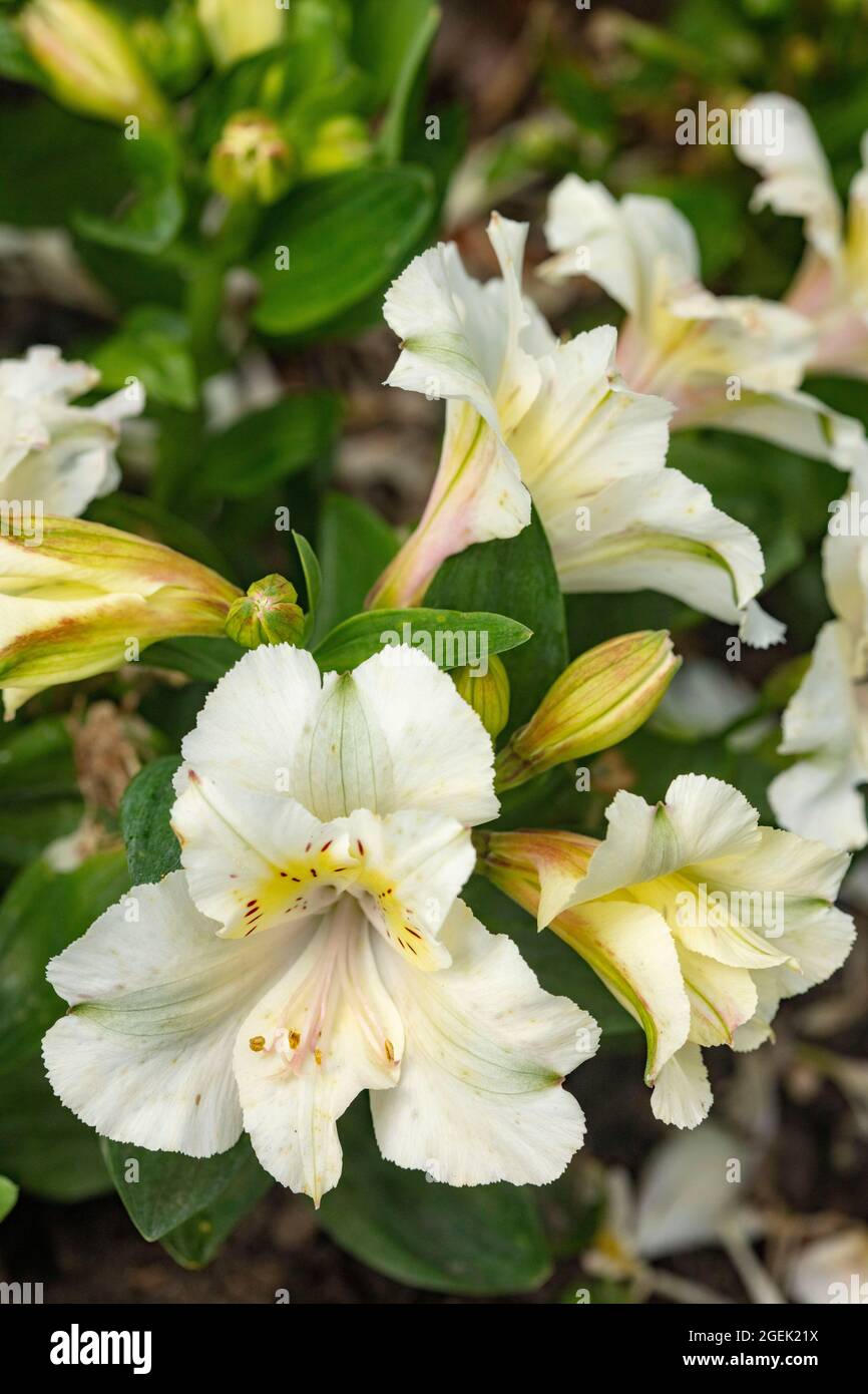 Enchanting Alstroemeria Princess Claire = ‘Zapriclair’, Alstroemeria ...