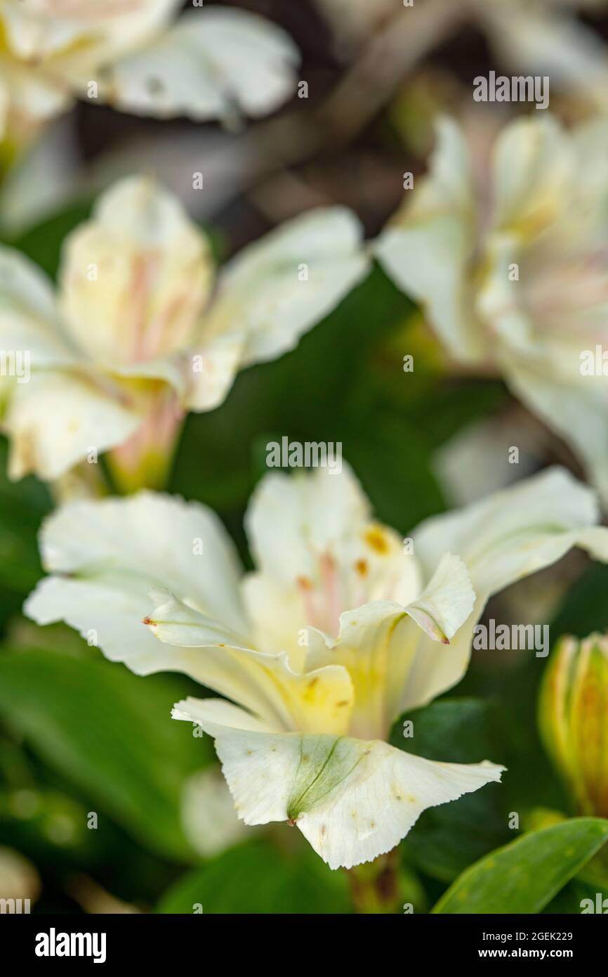 Enchanting Alstroemeria Princess Claire = ‘Zapriclair’, Alstroemeria ...