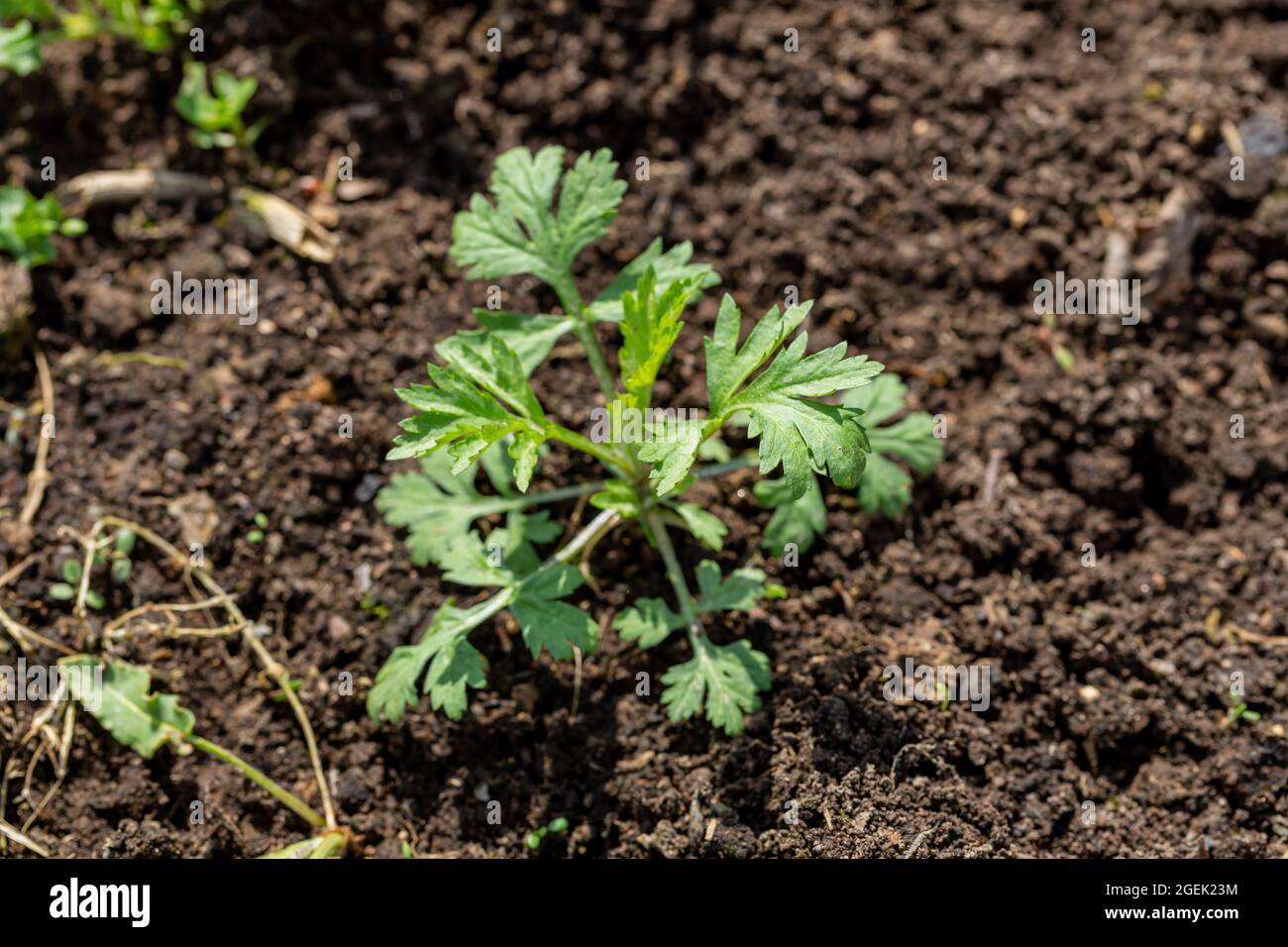 Bitter weed hi-res stock photography and images - Alamy