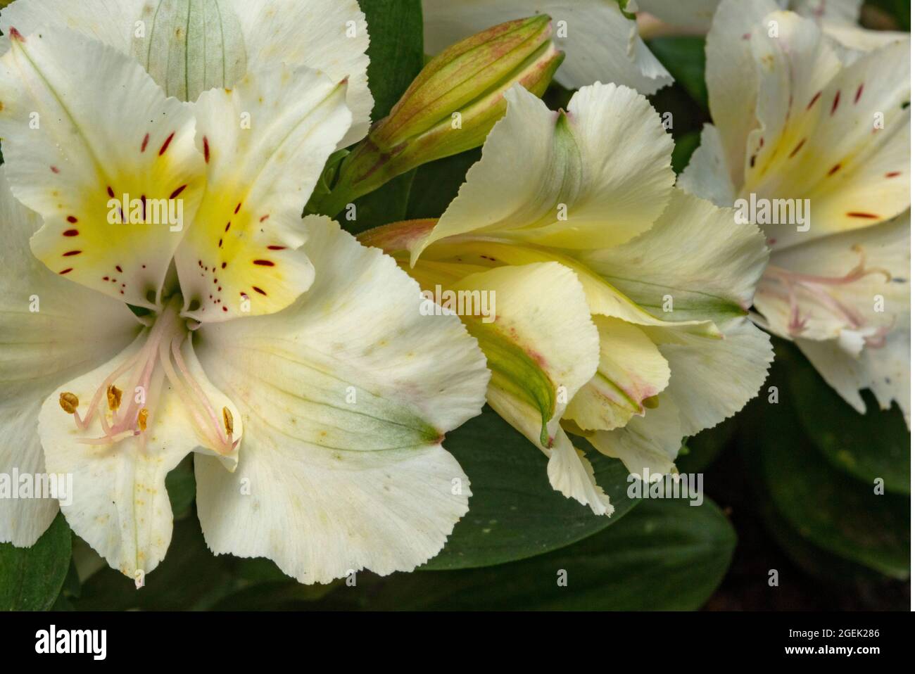 Enchanting Alstroemeria Princess Claire = ‘Zapriclair’, Alstroemeria ...