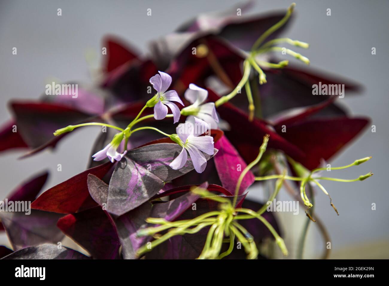Closeup shot of a beautiful Purple Shamrock plant Stock Photo - Alamy