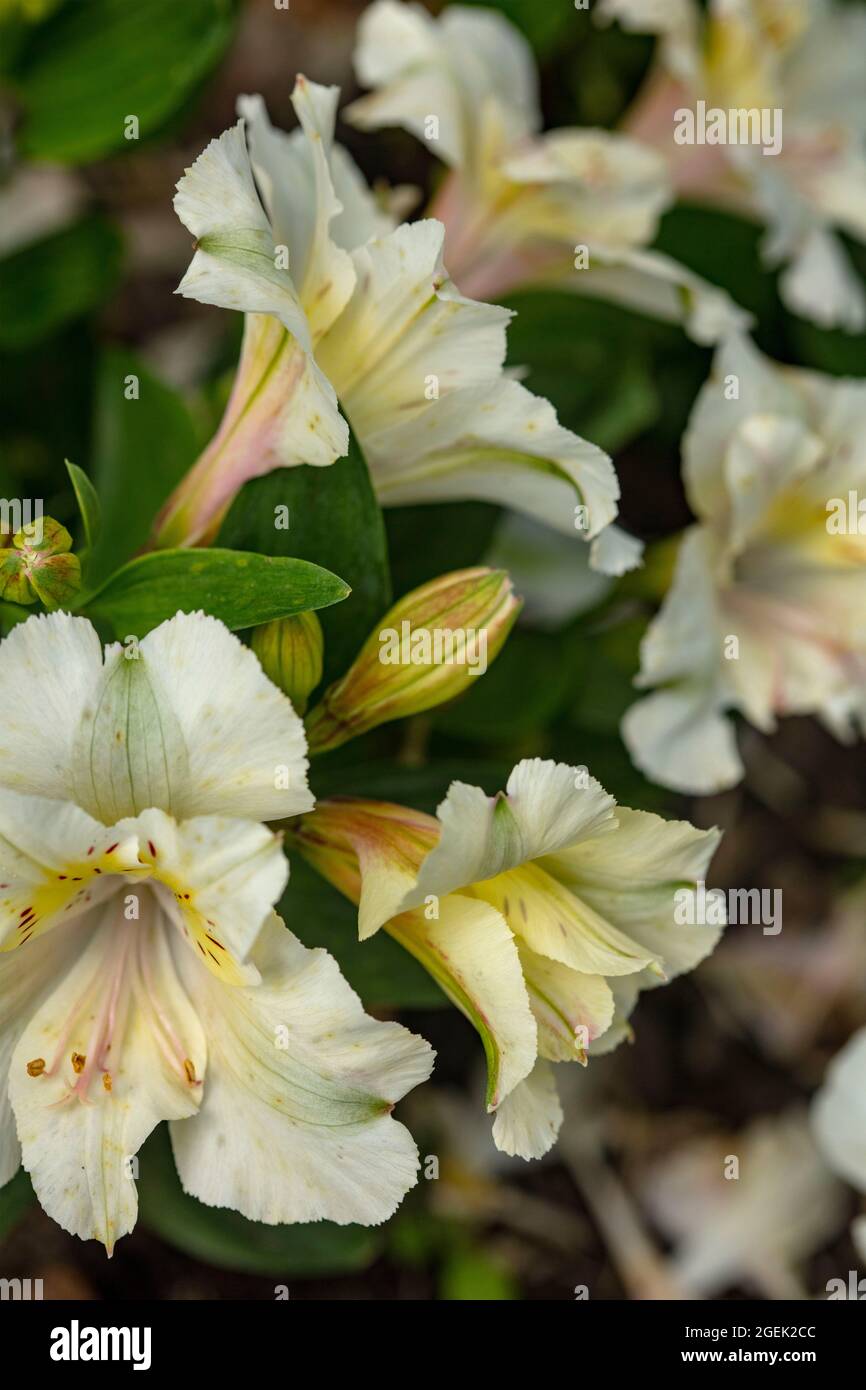 Enchanting Alstroemeria Princess Claire = ‘Zapriclair’, Alstroemeria ...