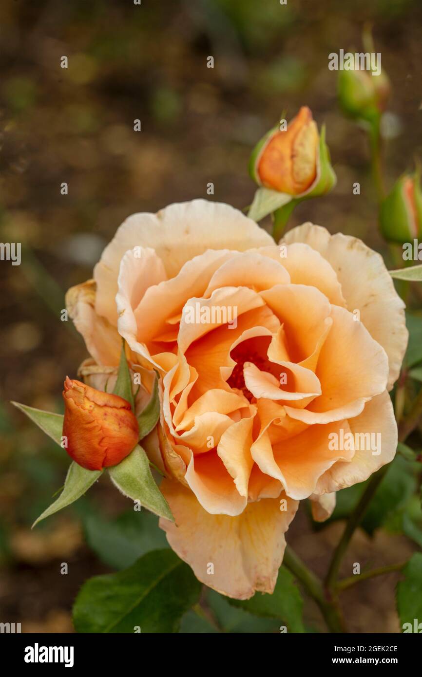 Just joey roses hi-res stock photography and images - Alamy