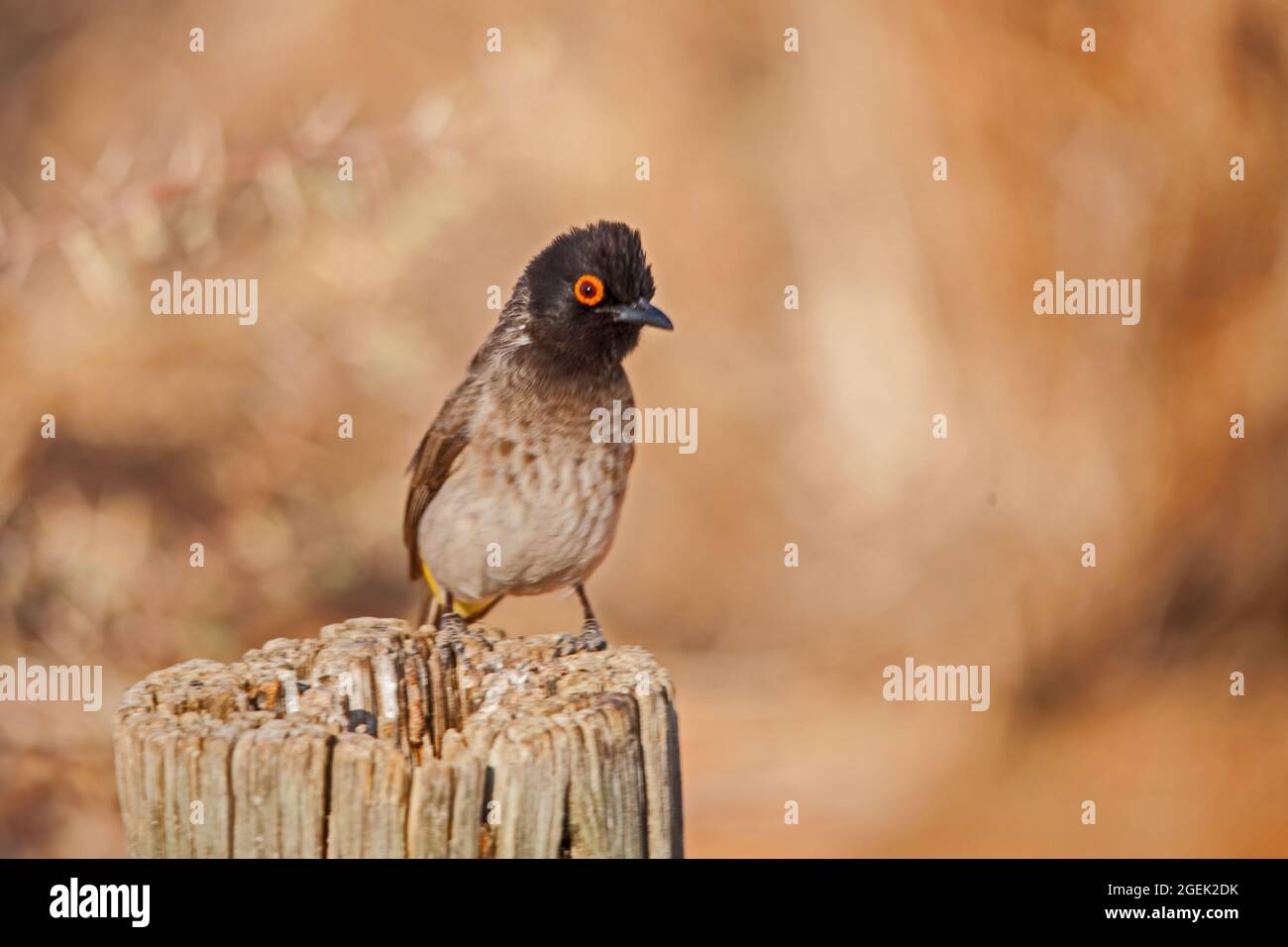 African red-eyed Bulbul Pycnonotus nigricans 4814 Stock Photo - Alamy