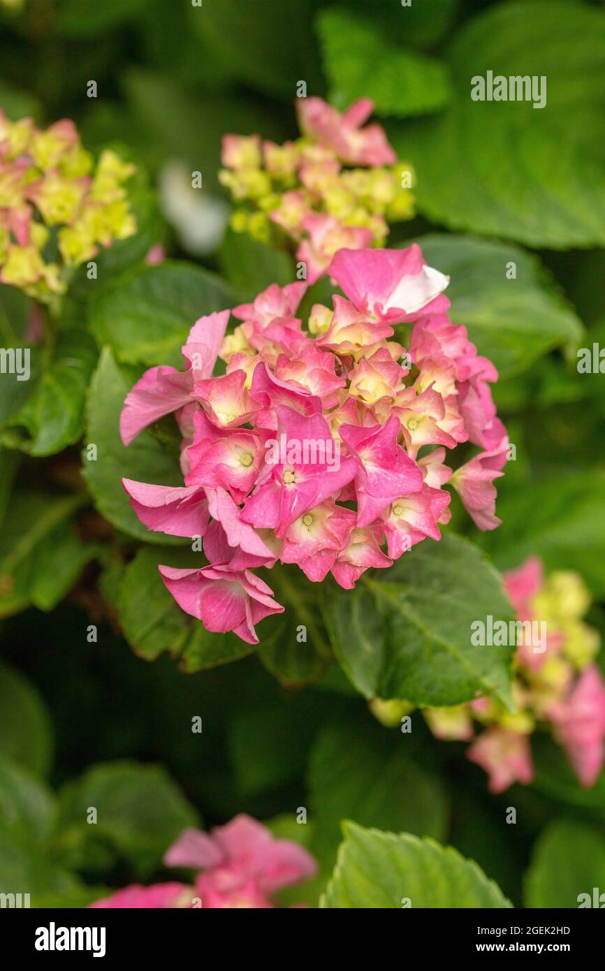 Hydrangea macrophylla elbtal hi-res stock photography and images - Alamy