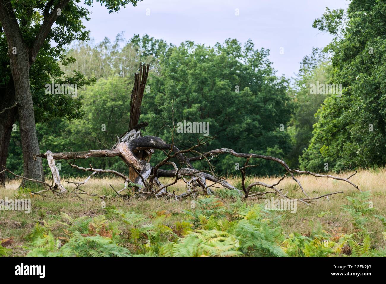 Heather rural tree hi-res stock photography and images - Alamy