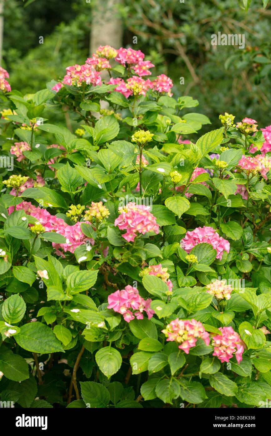 Hydrangea macrophylla inflorescence delicate hi-res stock photography ...